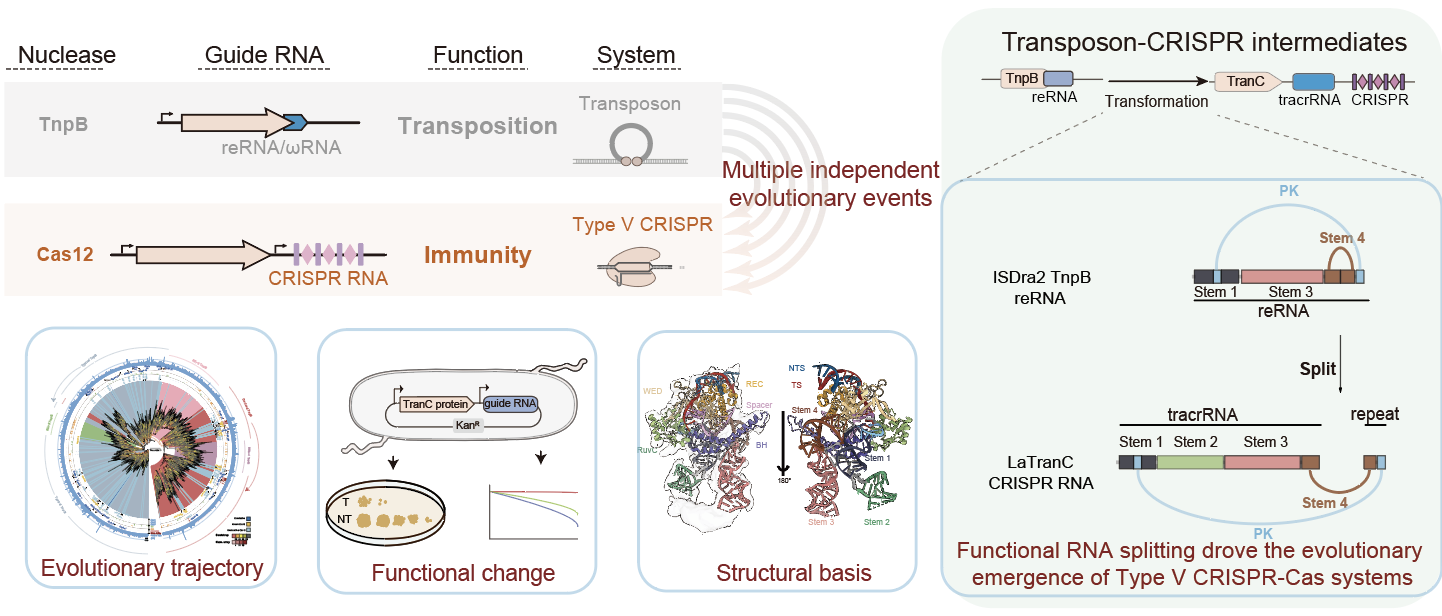 Caixia Gao and Collaborators Revealed Functional RNA Splitting ...